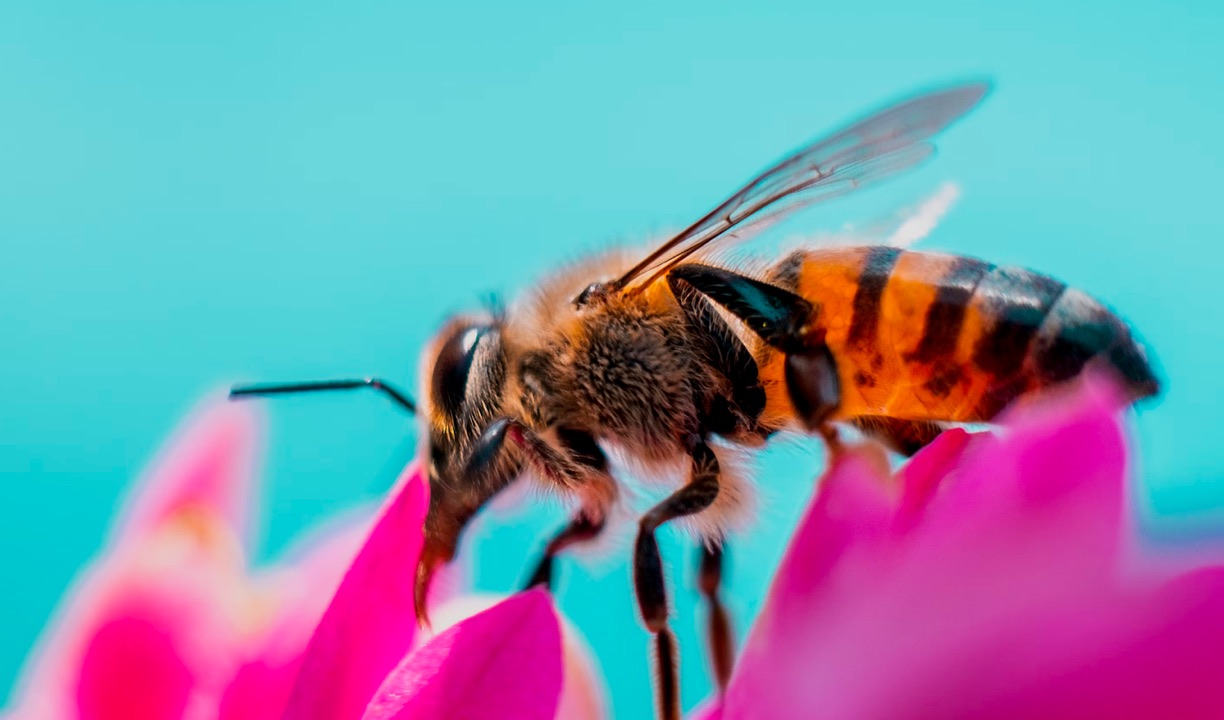 SAVE the BEE | Above The Fray Design